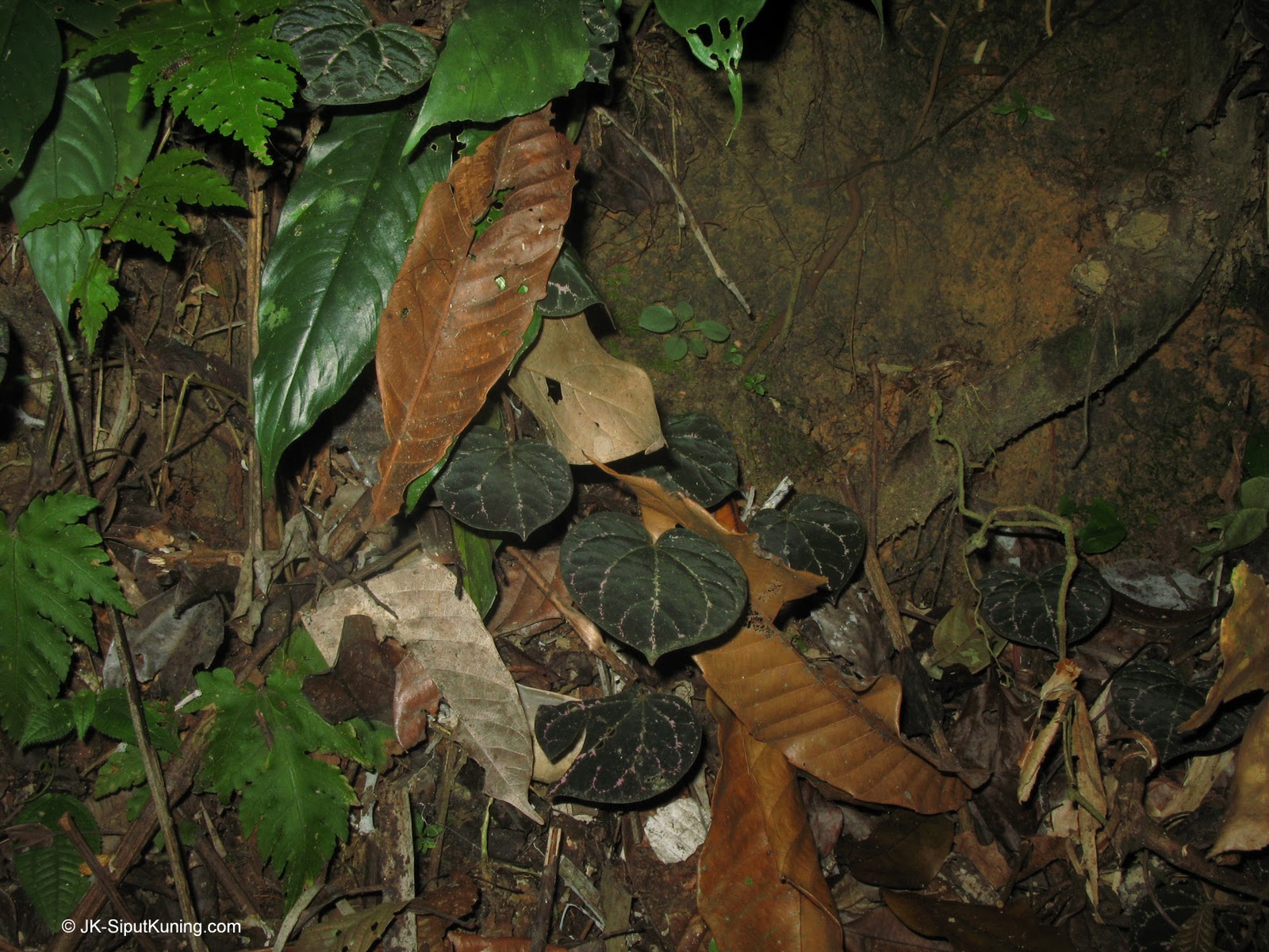 SiputKuning Journal: FRIM: More Than Just A Tree Plantation