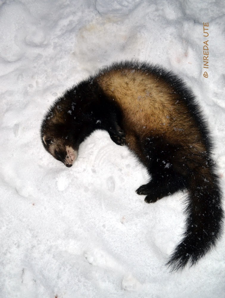 Inreda Ute: Stackars lilla iller