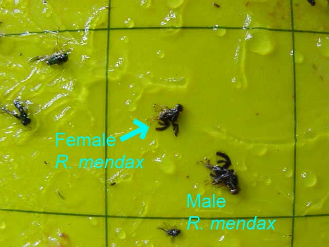 NC Small Fruit & Specialty Crop IPM: Blueberry maggot flies captured in ...