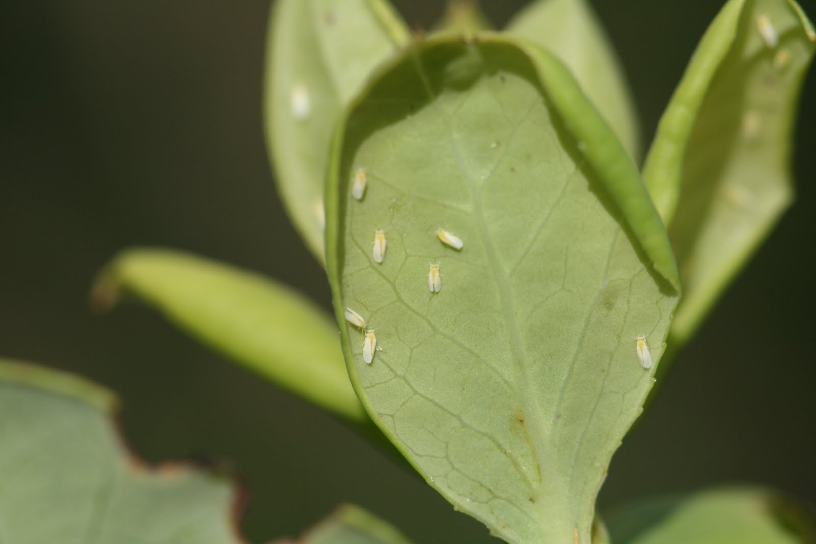 NC Small Fruit & Specialty Crop IPM: Whiteflies in blueberries - should ... NC Small Fruit & Specialty Crop IPM: Whiteflies in blueberries - should ...