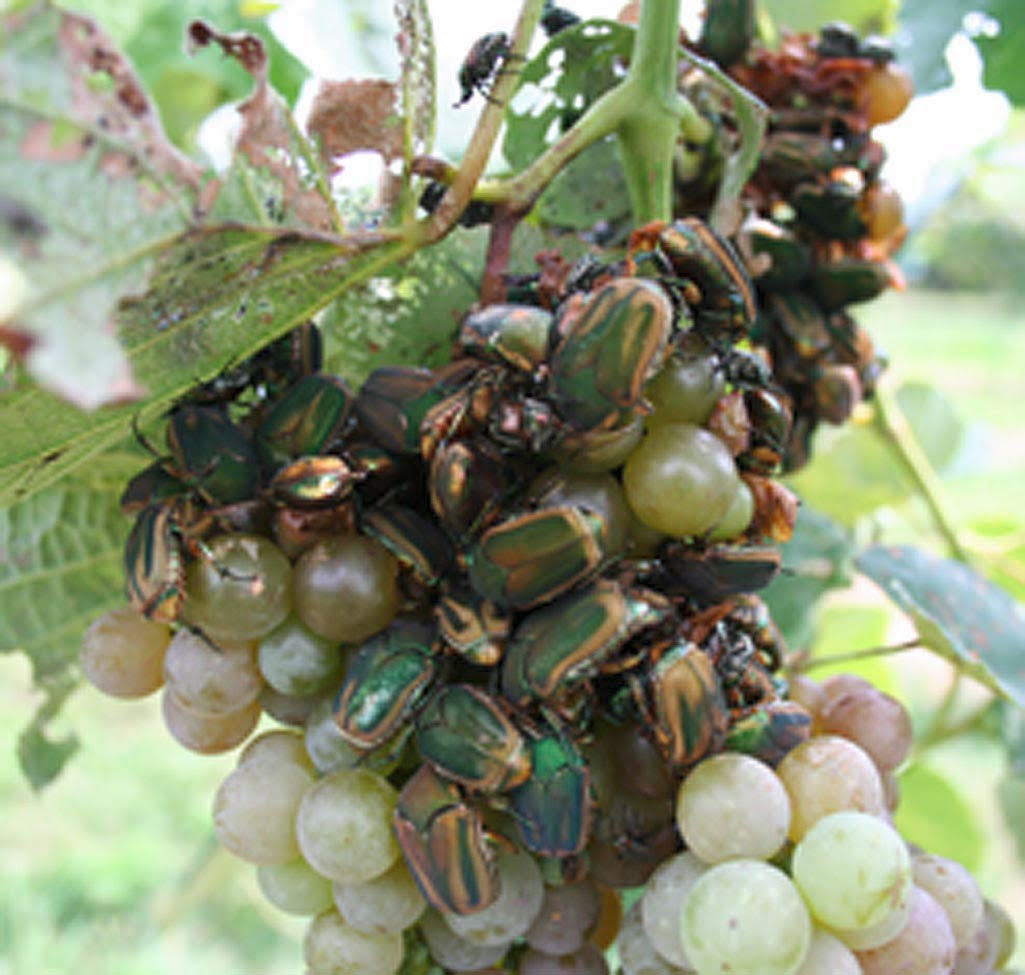 NC Small Fruit & Specialty Crop IPM: What to Watch For - Wasps and bees ...