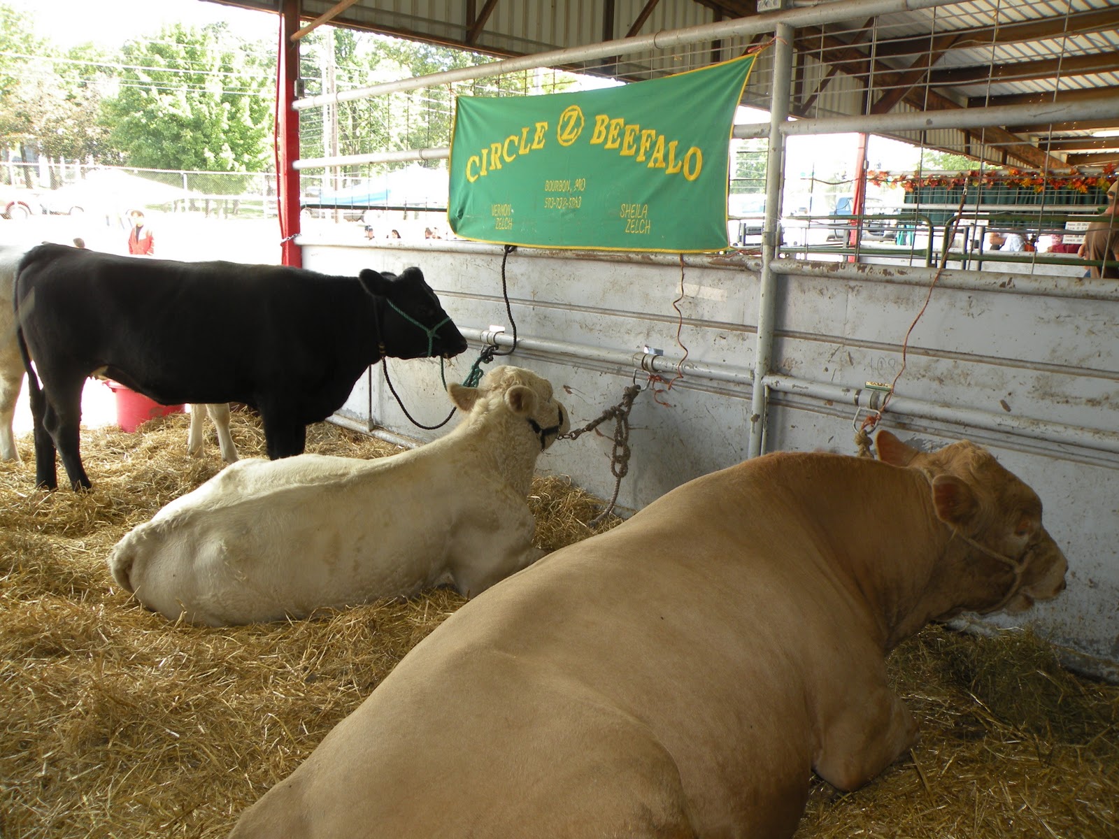 Ussery Beefalo: Notes from Farmfest 2010