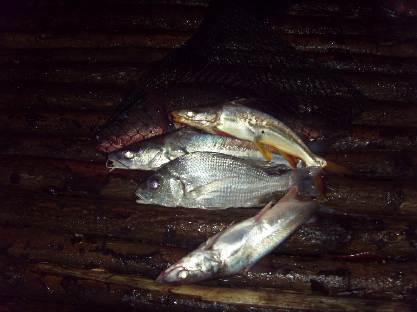 20+ Gambar Ikan Utik, Koleksi Kekinian!