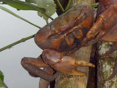 Sabah Eco-Tourism: Sabah EcoTourism - Beringgis