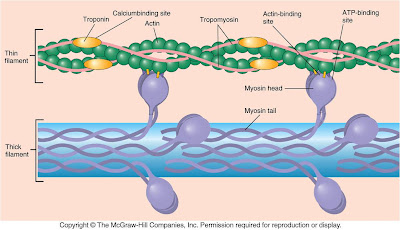 Live Oak Track and Field: Muscle Contraction Basics (part I)
