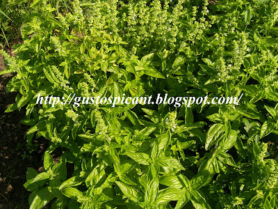 Gustos & picant: Busuiocul (Ocimum basilicum)