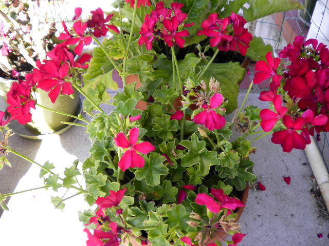Garden Grumbles and Cross Stitch Fumbles: Geraniums and Begonias