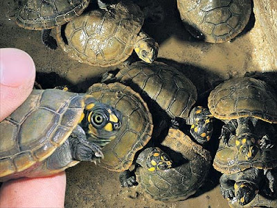 Huagra Ñaupa: A las pequeñas charapas del Tiputini ya hay quien las salve