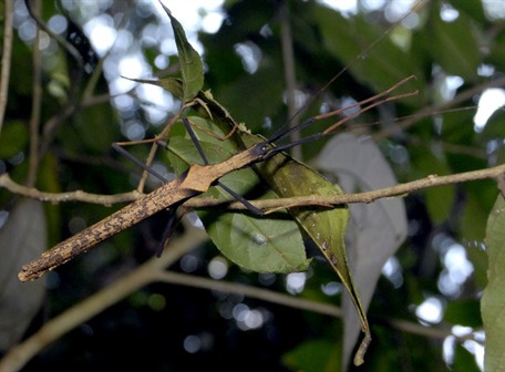 Huagra Ñaupa: Parque Yasuní, símbolo de la megadiversidad global
