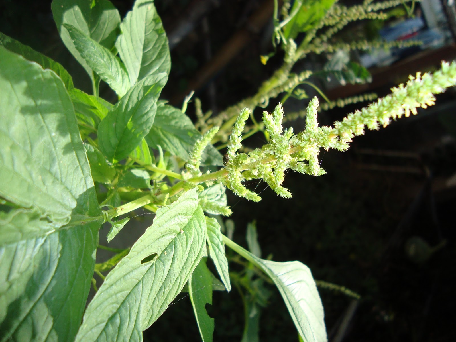 Energia limpia tropical: Alimento del pasado-presente-futuro!