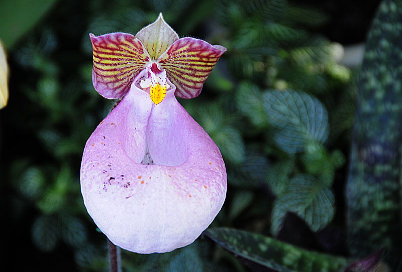 Artificial Flowers and Arrangements For Sale and Order: LADY SLIPPER FLOWER