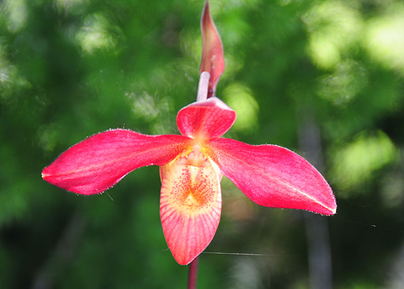 Artificial Flowers and Arrangements For Sale and Order: LADY SLIPPER FLOWER