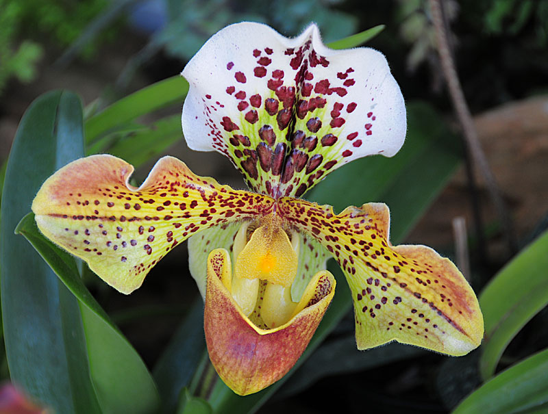 Artificial Flowers and Arrangements For Sale and Order: LADY SLIPPER FLOWER