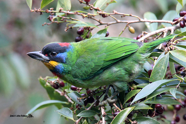 Amazing Birds for Ever: BARBET BIRDS