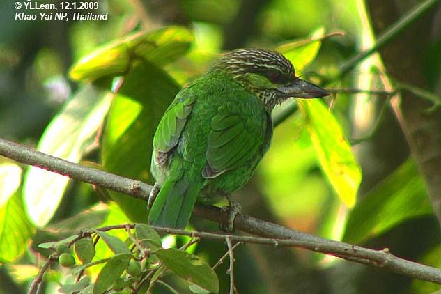 Amazing Birds for Ever: NICE BARBET BIRDS