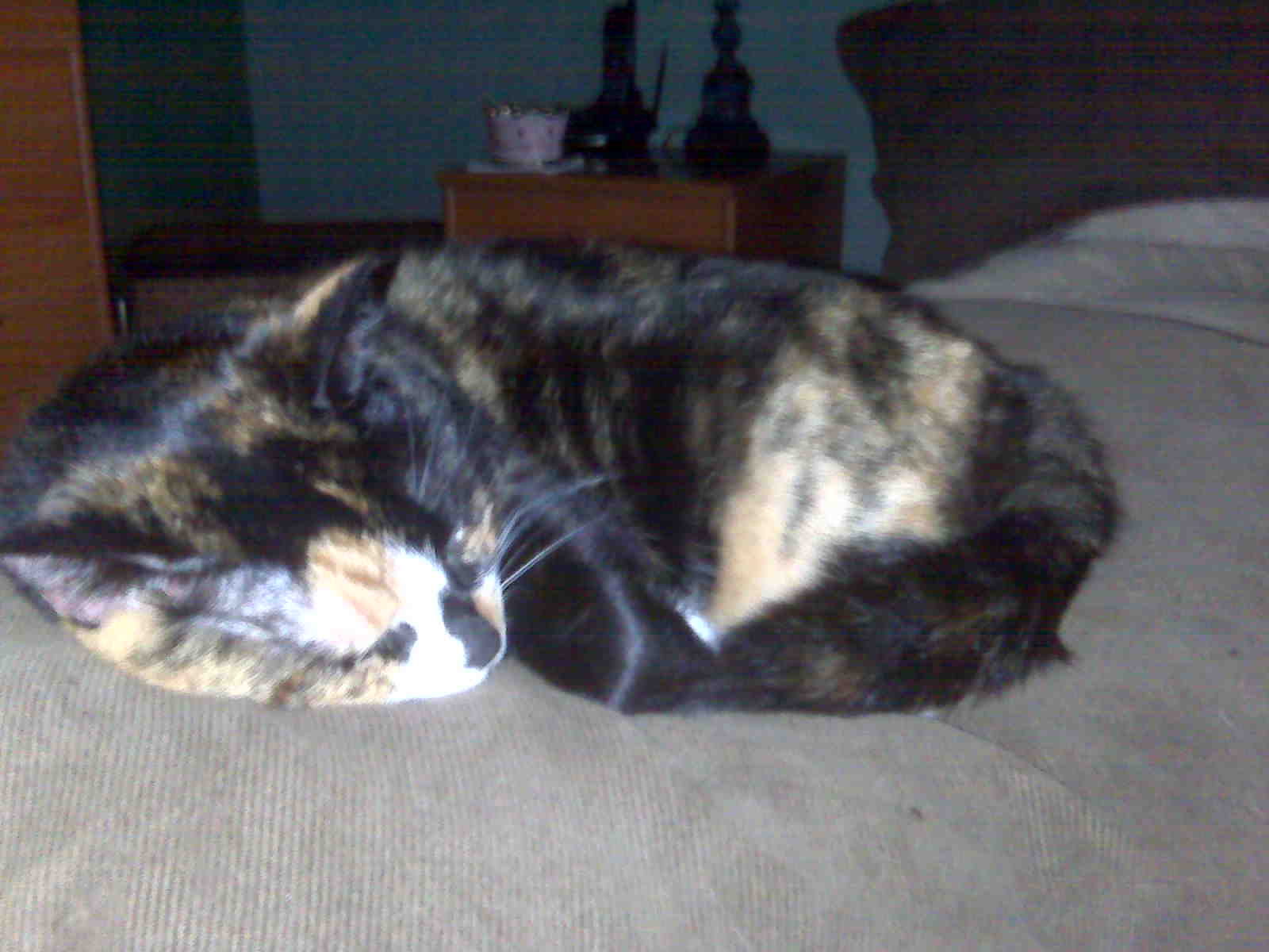 two cats and a two pugs: Feline Friday Edition 4 - A meowless Friday