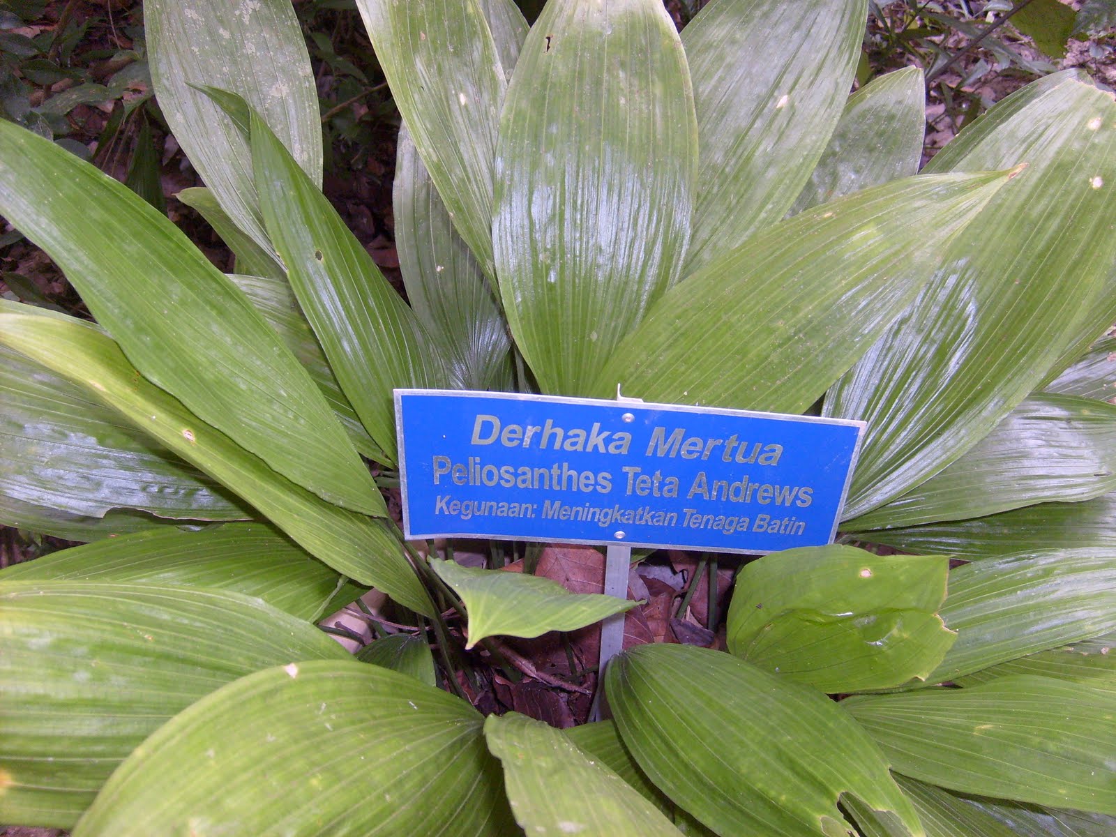 terajubintang7: Rimba Herba Perlis