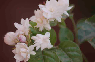 In A Reverie: #20. Jasmine in India