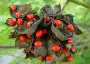 SEHAT BEROTOT: Buah Saga