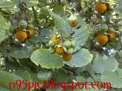 My n95 Pictures: Aaiselu (edible wild yellow berries)