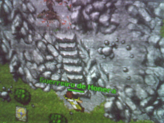 Tibia pictures: wyvern