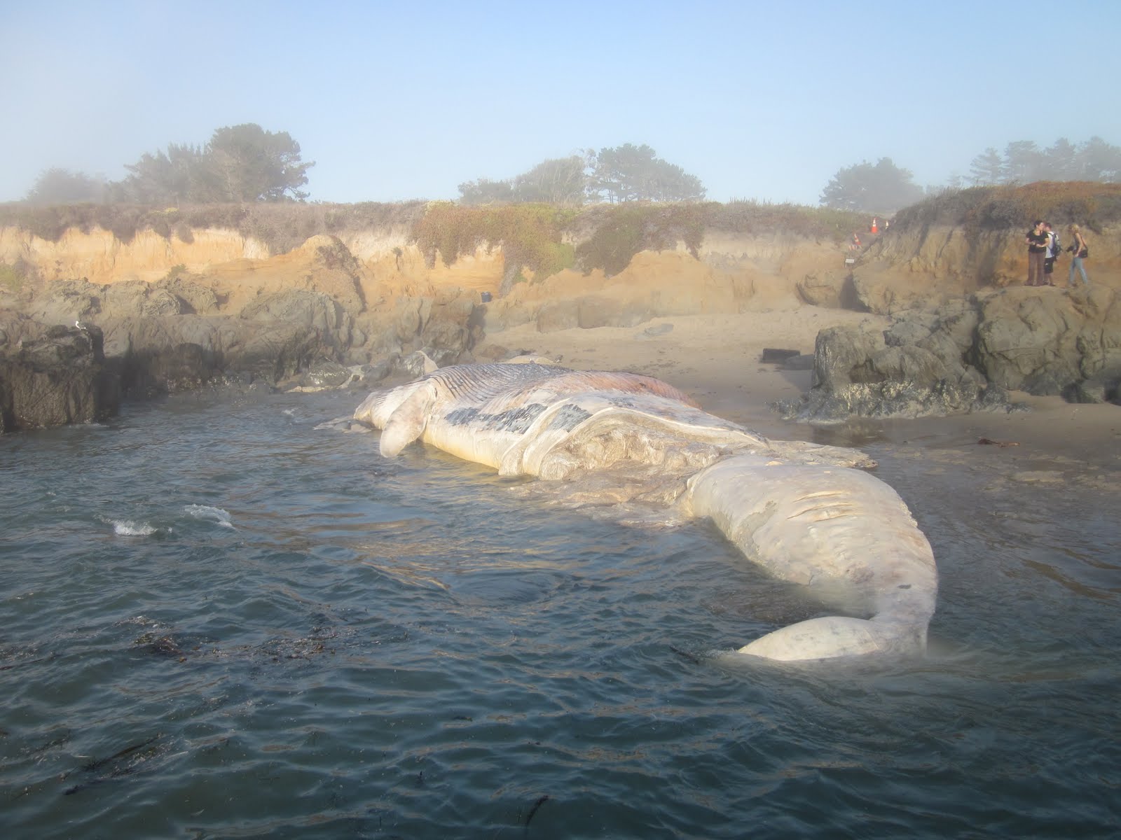 The Daily Clam: A Sad Day for Clams Everywhere
