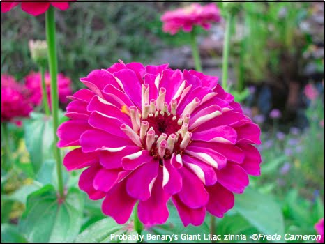 Defining Your Home, Garden and Travel: Flowers from Seeds