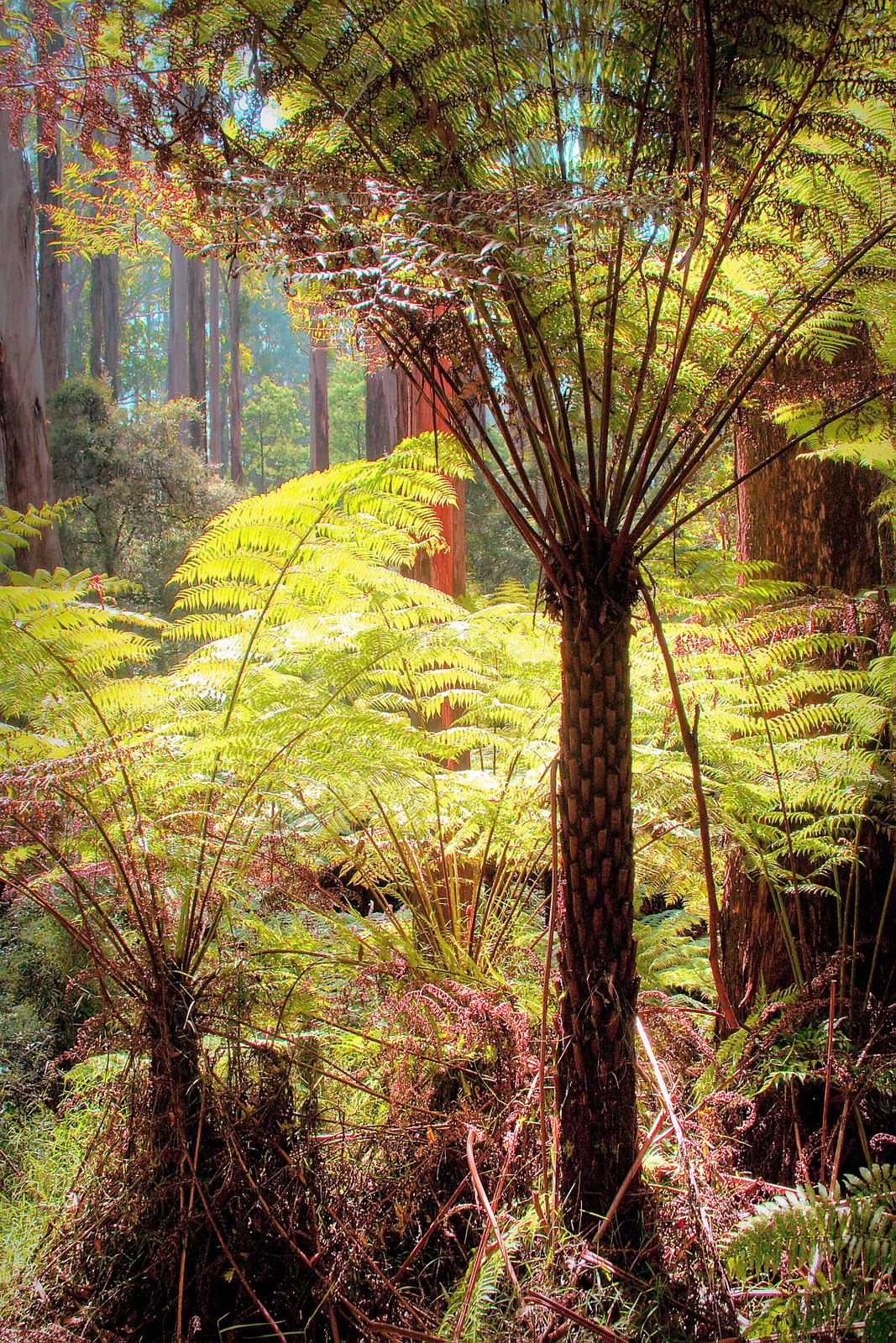 Johnny B's Hiking and Photo Blog: Day Hikes in the Dandenong Ranges