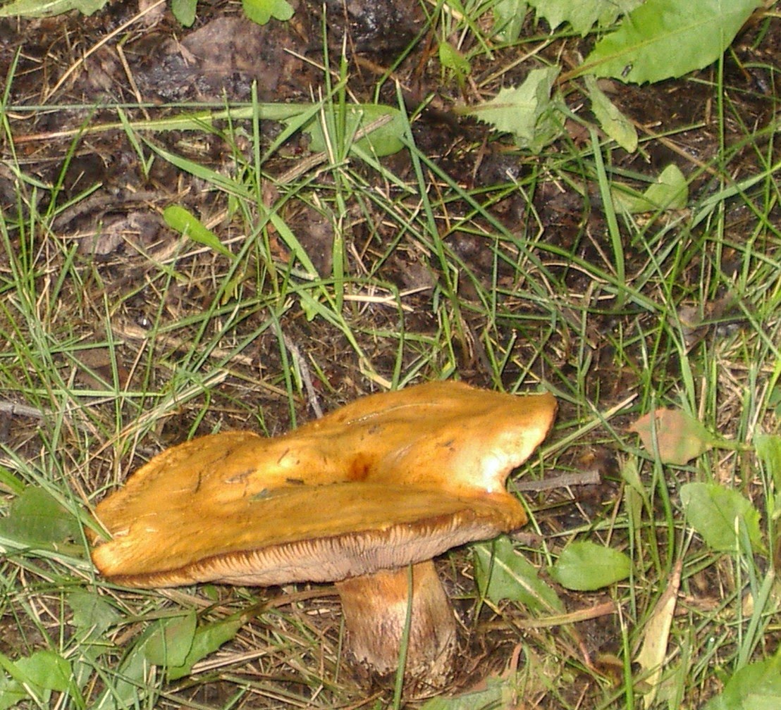 LIVING THE GARDENING LIFE: Fungi Identification (mushrooms)