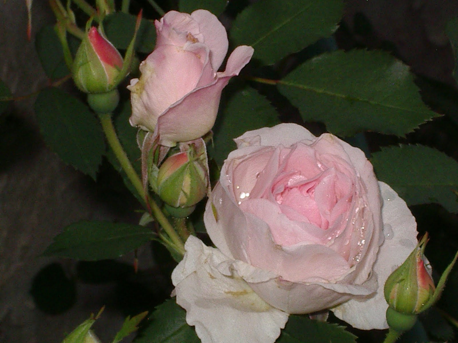 LIVING THE GARDENING LIFE: Morden Blush Rose