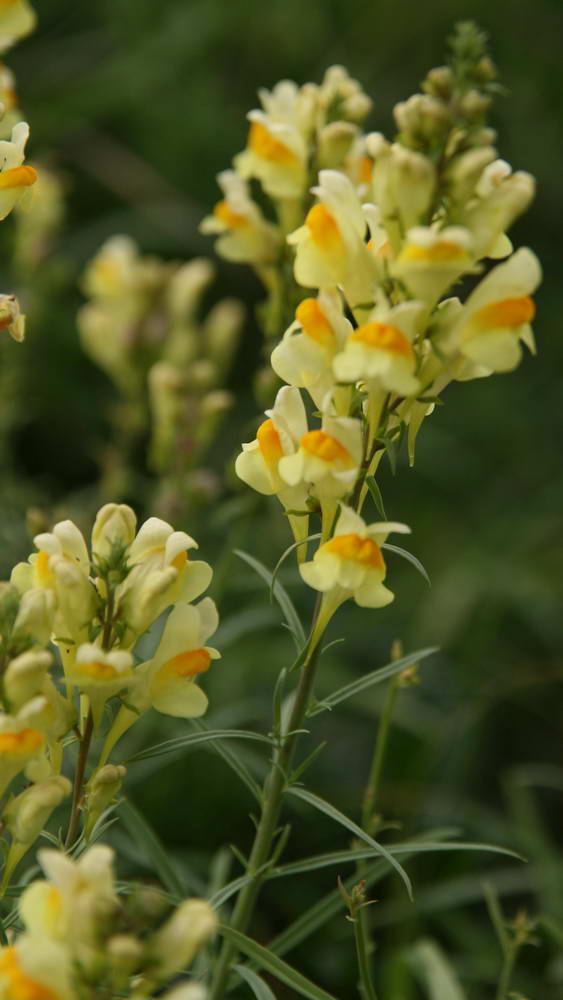 LIVING THE GARDENING LIFE: Toadflax