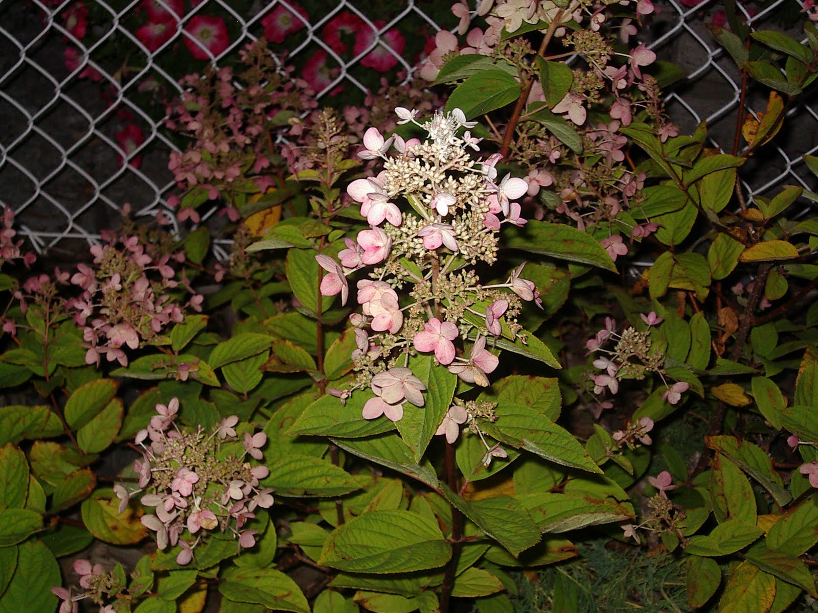 LIVING THE GARDENING LIFE: I'm in Love: Pink Diamond Hydrangea
