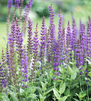 LIVING THE GARDENING LIFE: They're Cute and They're Trouble - Rabbits