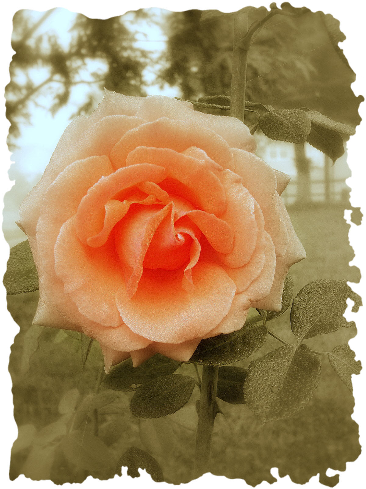 Tennessee Rambler: Antique Rose
