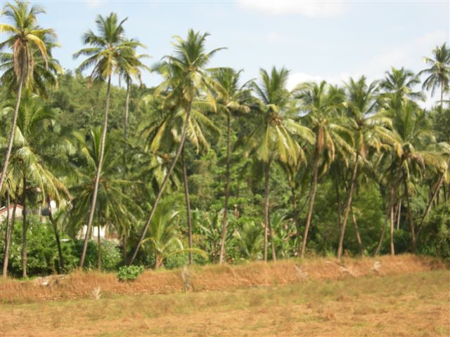 MAHEKS KITCHEN: KHAJE A FAMOUS GOAN SWEET*****