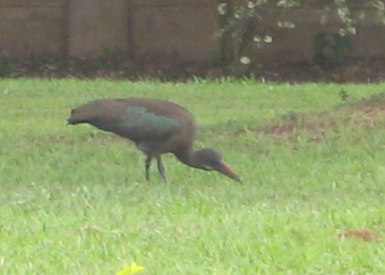 The Barlows in Uganda: Well, it's a , it's a , , , well, what is it?