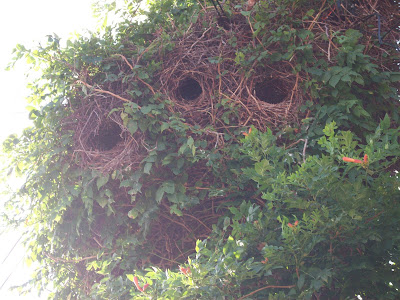My Heart's Ease: Outdoor Wednesday Everman,TX Parrots