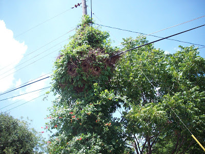 My Heart's Ease: Outdoor Wednesday Everman,TX Parrots