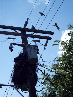My Heart's Ease: Outdoor Wednesday Everman,TX Parrots