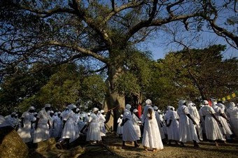 The Haitian Blogger: Sacred Avatar "Hometree" is the Mapou Tree in ...