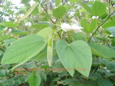 SABKAKALYAN: medicinal plant of palamau,jharkhand bidi plant or ...