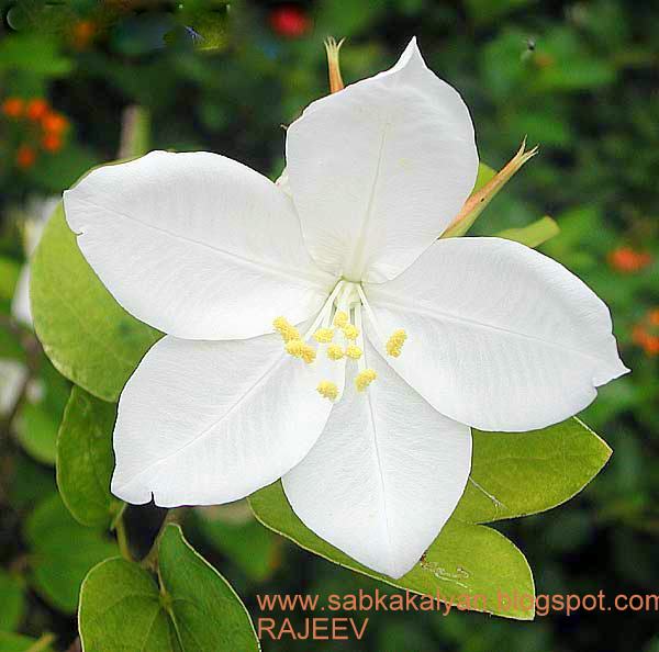 SABKAKALYAN: medicinal plant of palamau,jharkhand bidi plant or ...