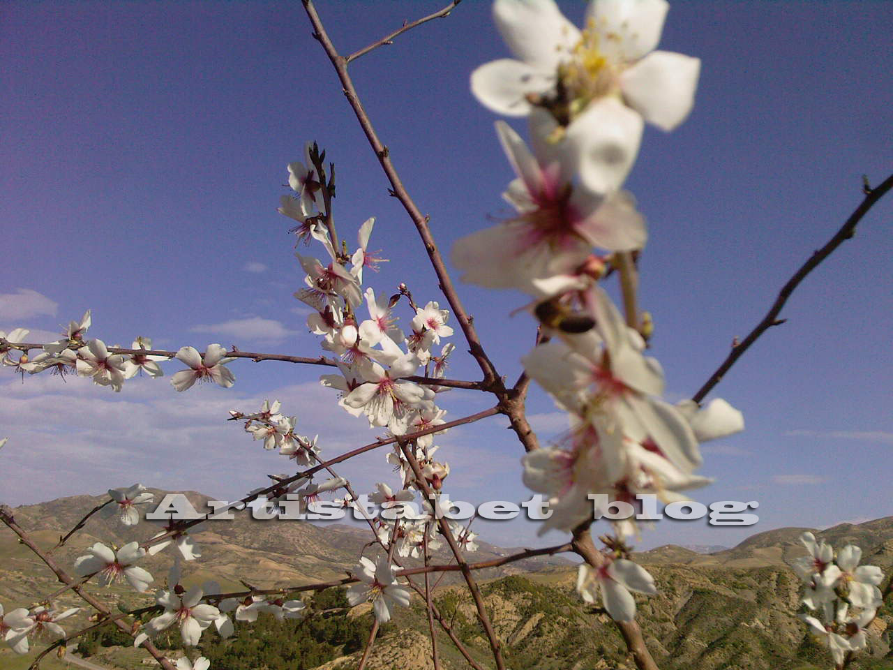 Bougaa, Setif, Algérie. N.E.W.S