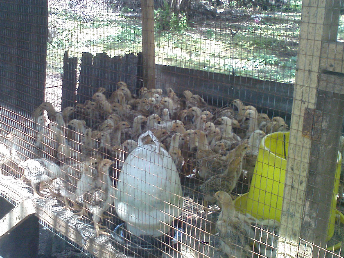 BinDim Farm: Projek Ayam Kampung