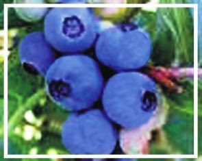 Saúde & Cura Pelos Alimentos: *FRUTAS - Arandos - Araticum