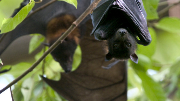 Keluang - Lama Dah Tak Nampak | Jas-du-it