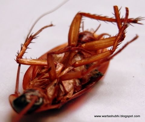 Racun Makhluk Perosak | My Pest News