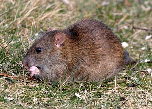 Kenali Tikus | My Pest News