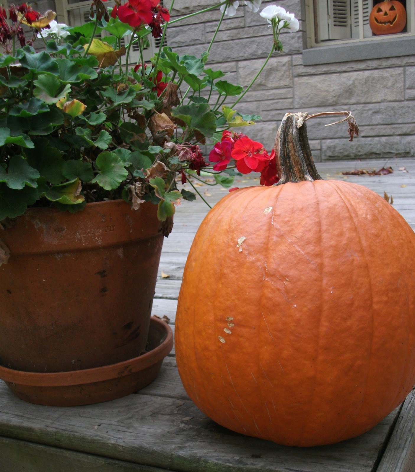 Over the Backyard Fence: Autumn Musings...
