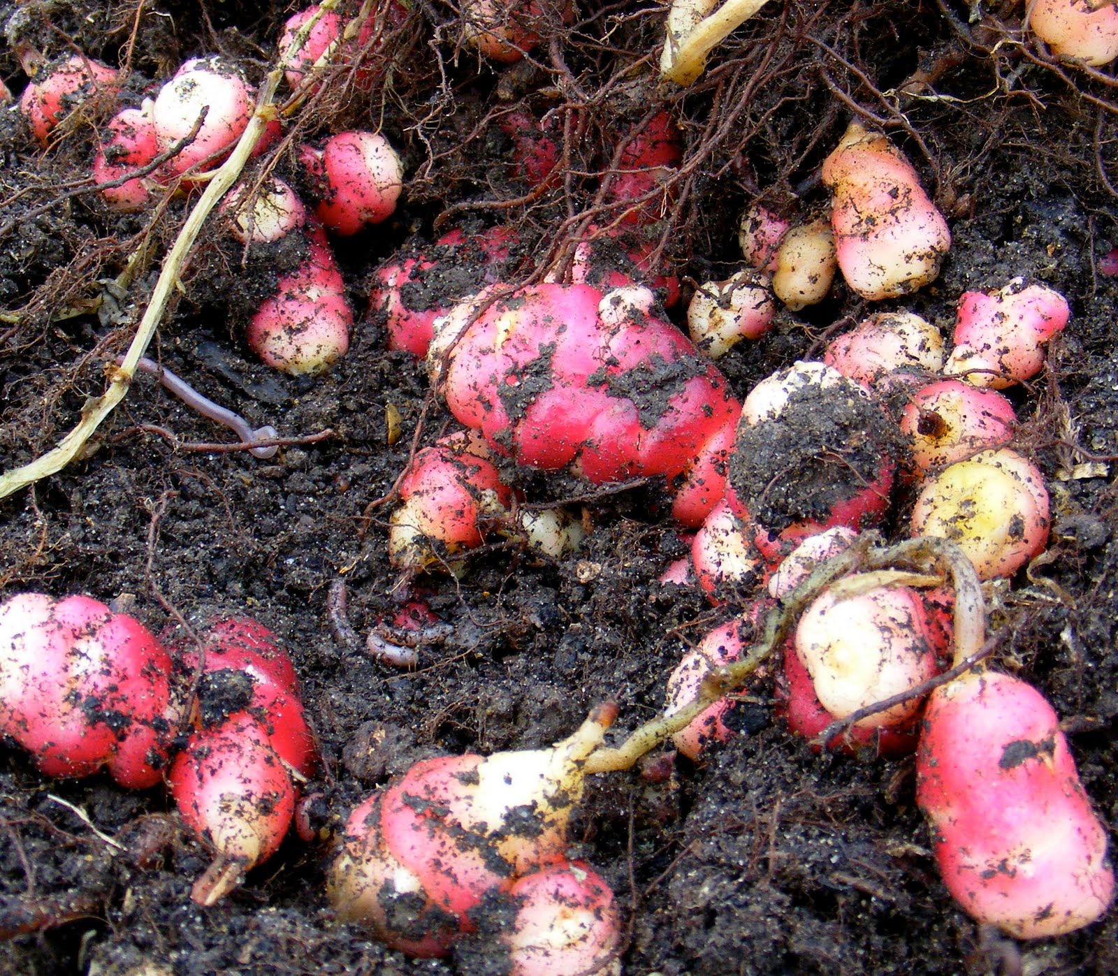 Growing Oca: Introduction & 2008 Growing Season
